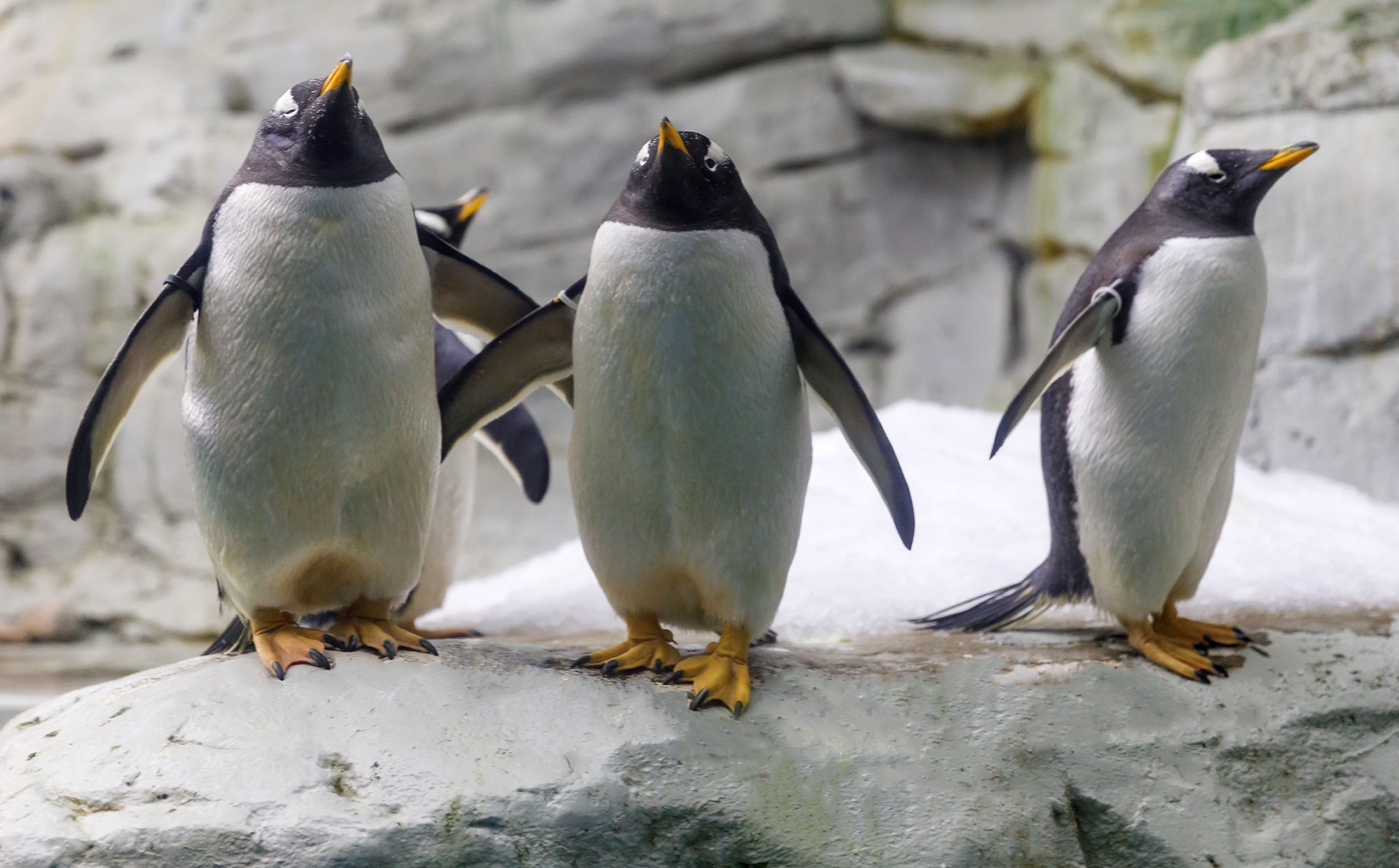 Nuestros Parques - Parques Reunidos